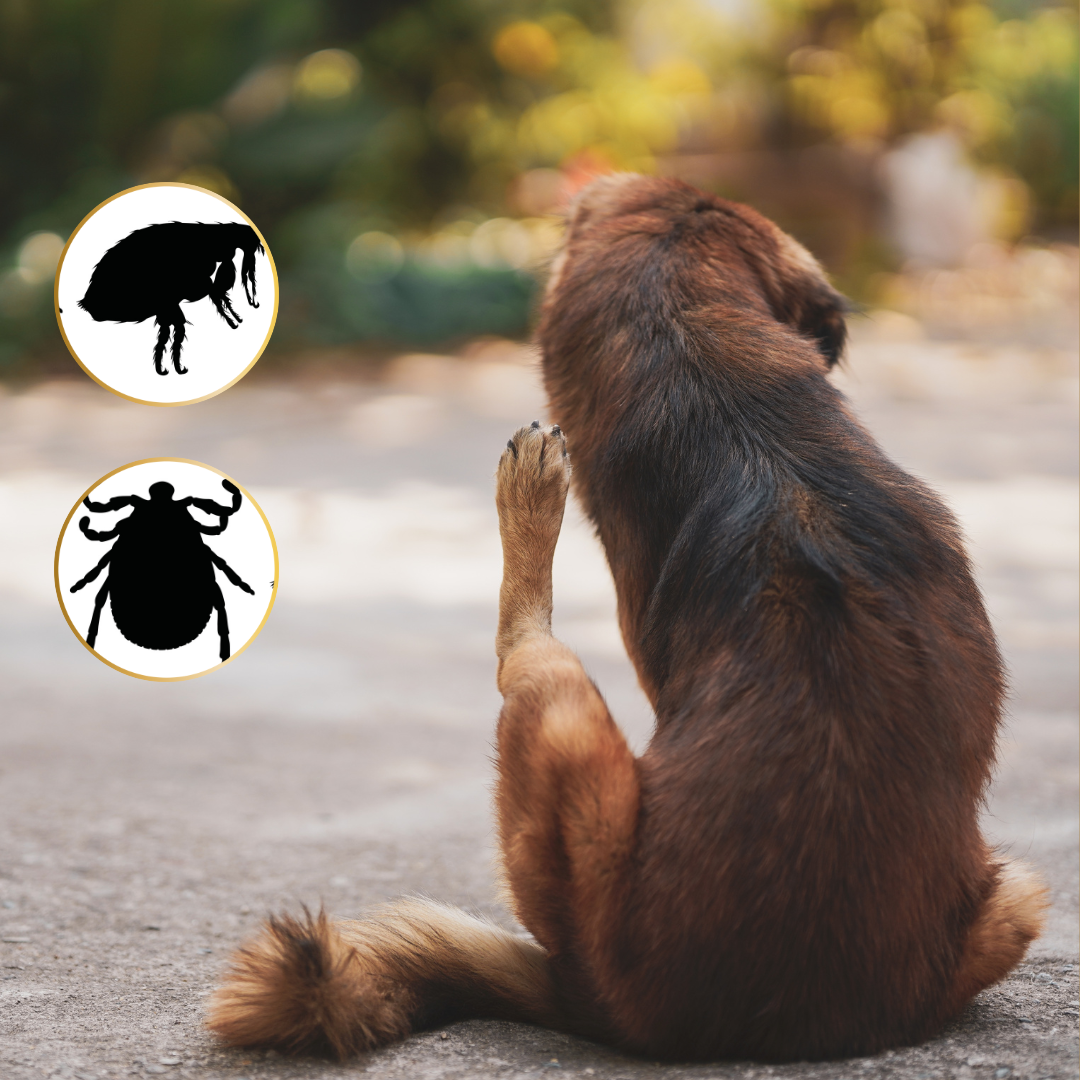 🐾 Flea & Tick Season Is Here: Protect Your Pets Naturally – Three ...