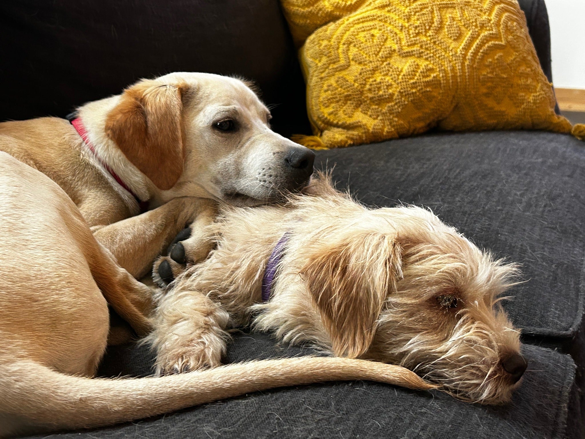 What to consider before adopting a dog. – Three Yellow Dogs