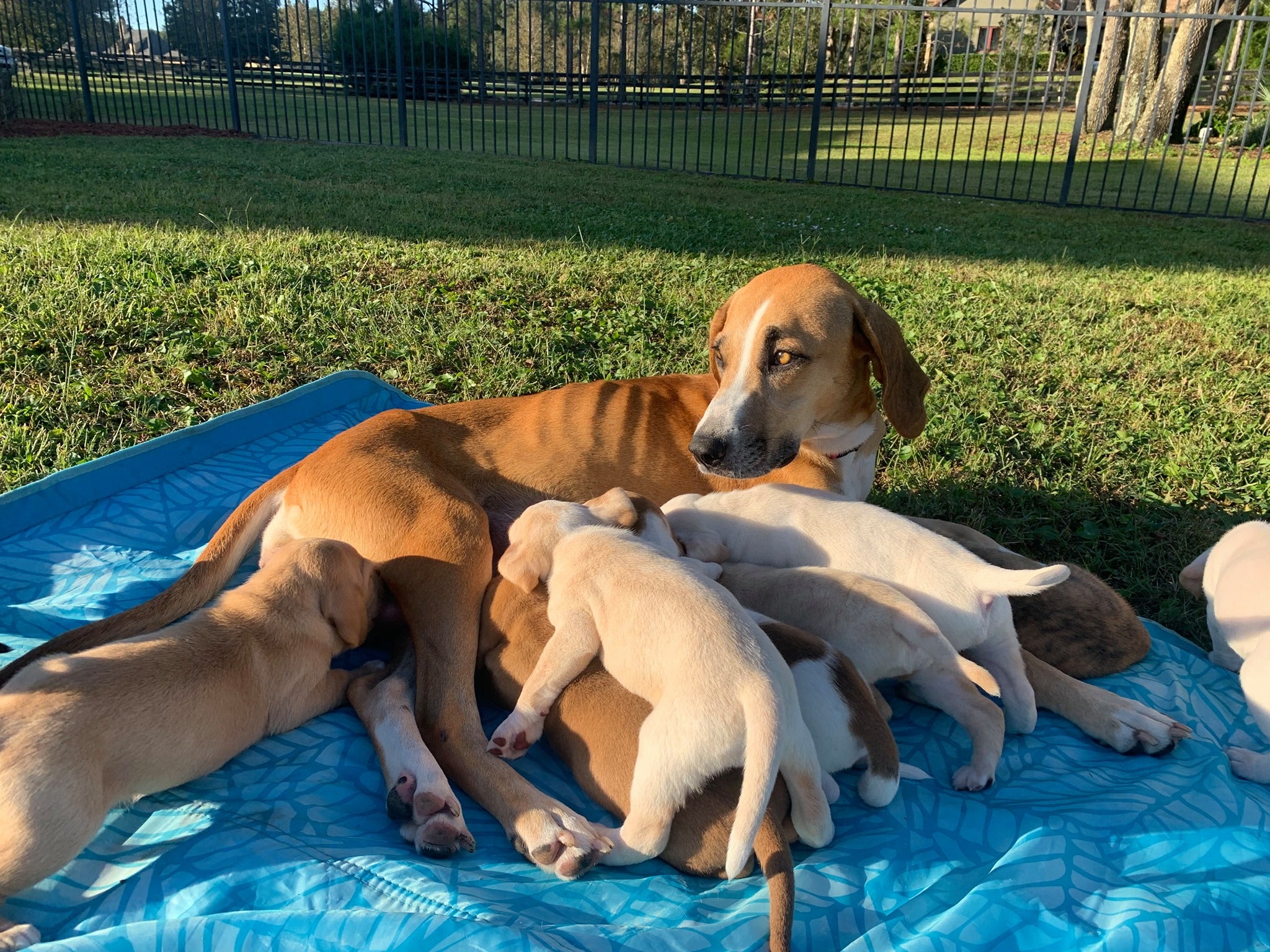 The History of Spaying and Neutering – Three Yellow Dogs