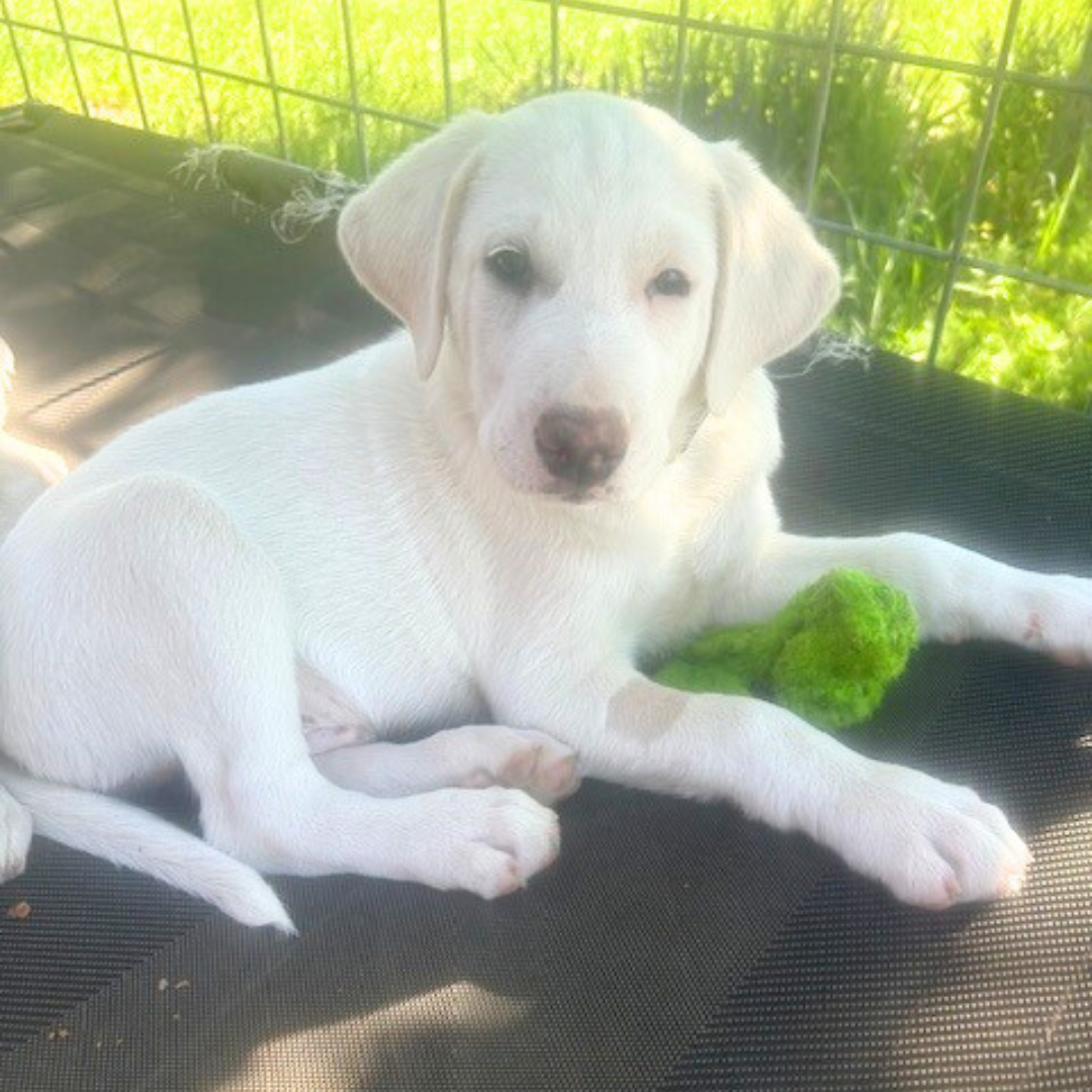 How to Create the Perfect Puppy Routine (And Why It Matters) – Three ...