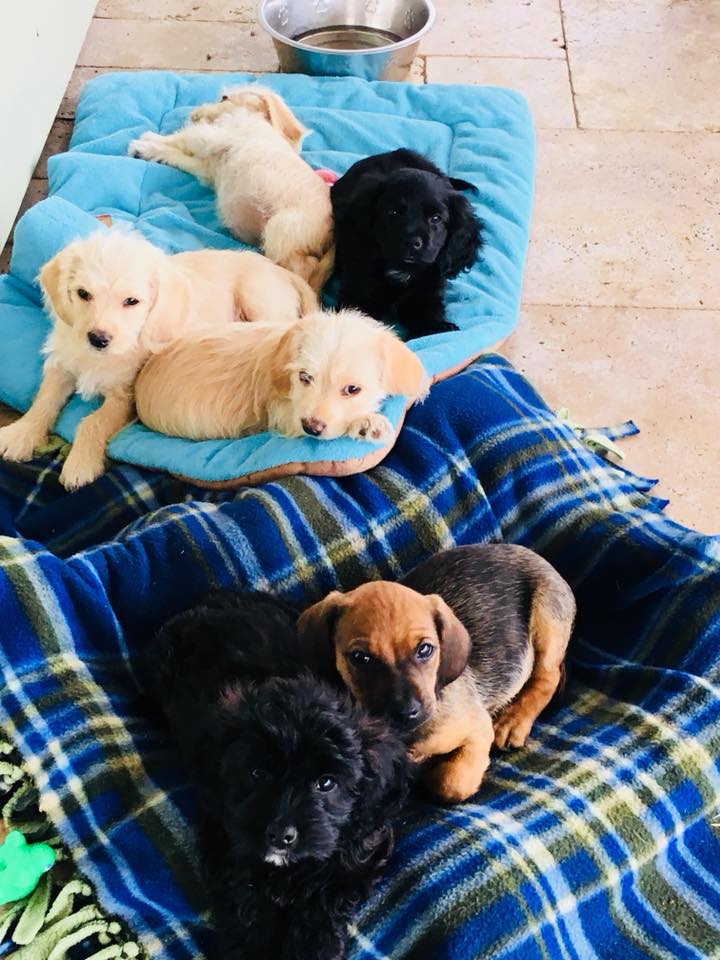 Selecting the perfect dog – Three Yellow Dogs