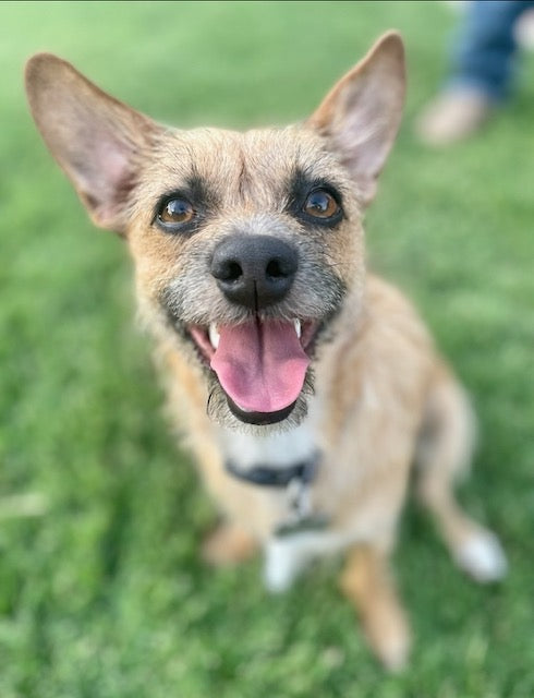 Kiva's Story – Three Yellow Dogs